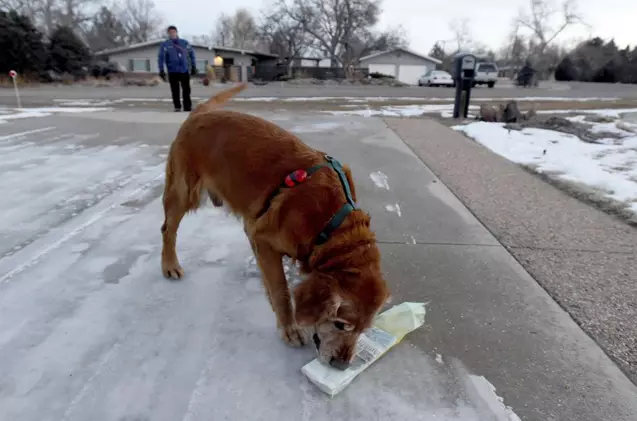 Golden Retriever 'Delivery Boy' Sing Paling Apik! [Video] 25087_1