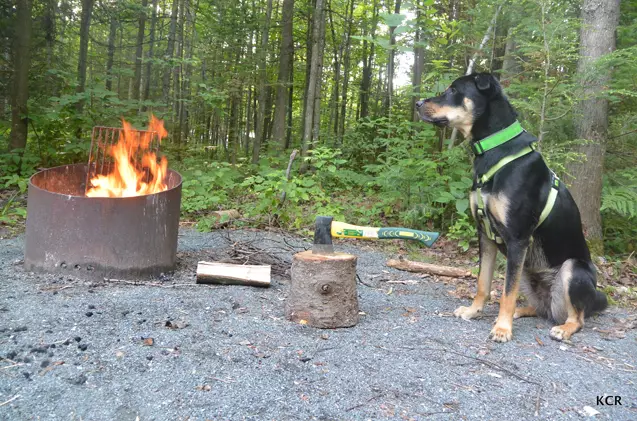 Chiots avec des tentes : hot-dogs et sécurité contre les feux de camp 250_1