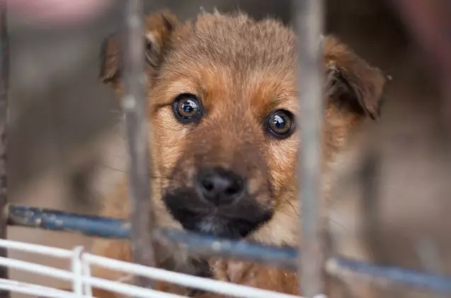 Pārpildīta Čikāgas patversme nosūta pārpildītos dzīvniekus uz PetSmart PetsHotel 25566_1