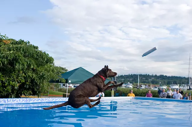 I-Dock Diving Dogs yenza i-Splash kuleli hlobo 2556_1