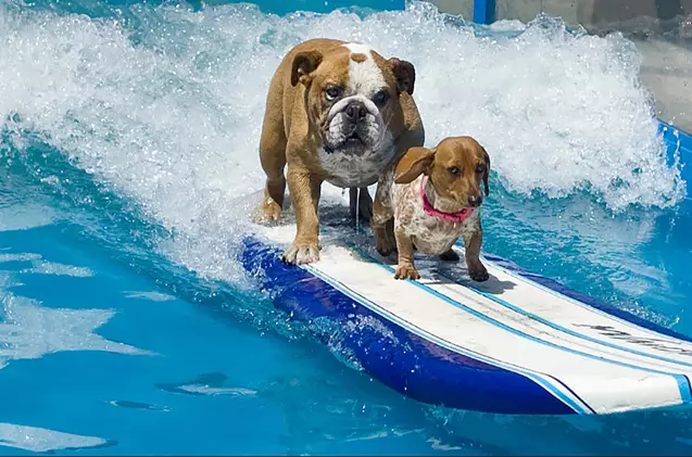 Tá Surfers Canine ag teastáil ó Fhondúireacht Peataí Lucy Le Snámhphointe Paráid 25713_1