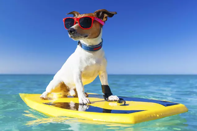 Surfer-Hund