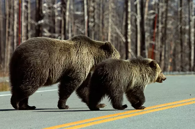 Encontros próximos do tipo de oso: traer campás de oso nas camiñadas de cans 258_1