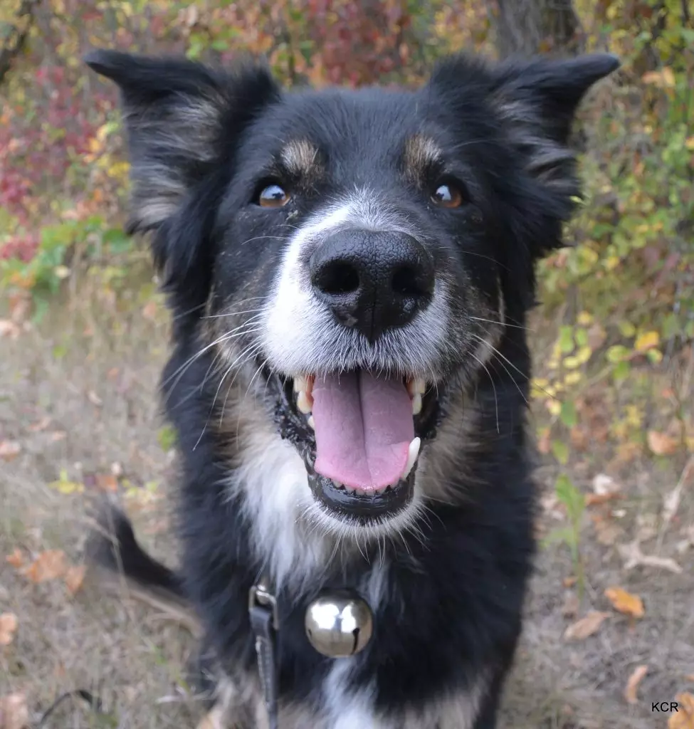 Ayı Türünün Yakın Karşılaşmaları: Köpek Yürüyüşlerinde Ayı Çanları Getirmek 258_3