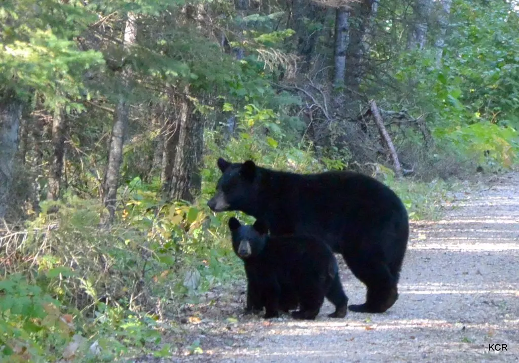 Encontros próximos do tipo de oso: traer campás de oso nas camiñadas de cans 258_4