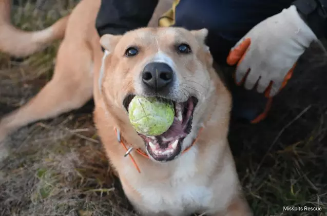 Haftanın Kabul Edilebilir Köpeği - Max 2601_1