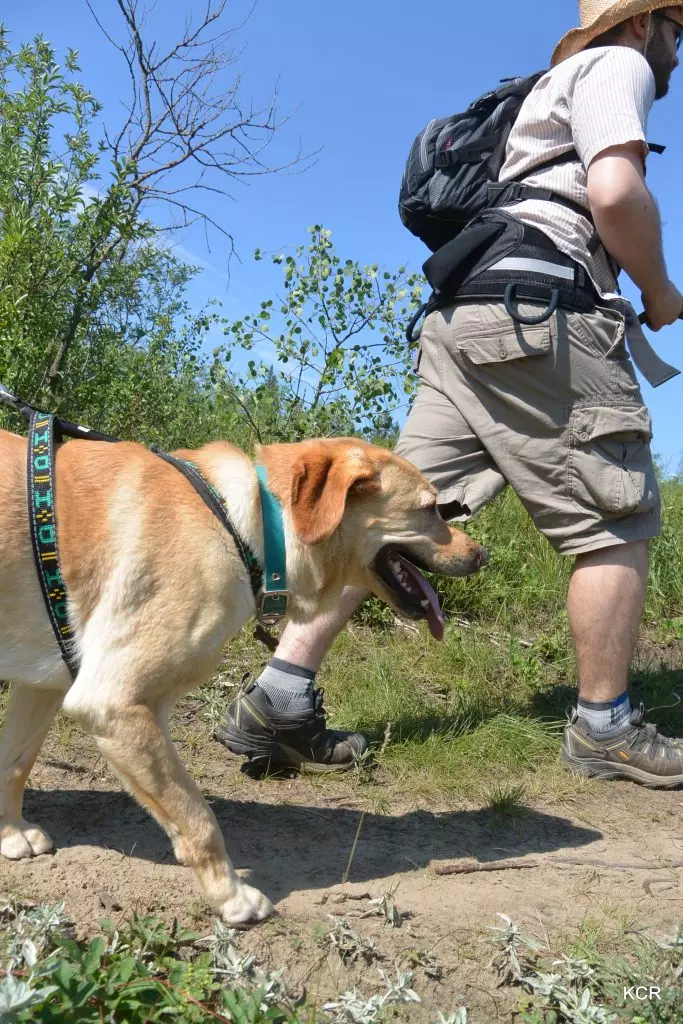 Ja šovasar dodaties pārgājienā, ņemiet vērā šos padomus, lai jūsu suns būtu drošs un hidratēts.