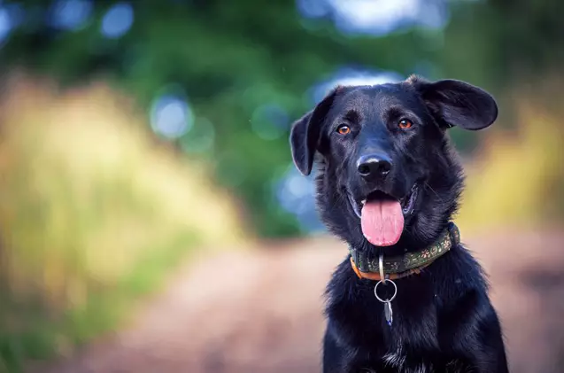 Undersøgelse: Nedsat sædtal hos hunde på grund af hundefoderkemikalier 26389_1