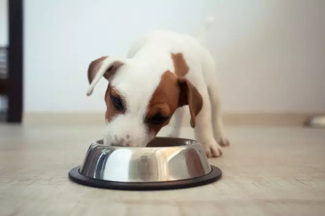 Reivindicações “livres de” ajudam a gerar US$ 30 bilhões em vendas de alimentos para animais de estimação 26415_1