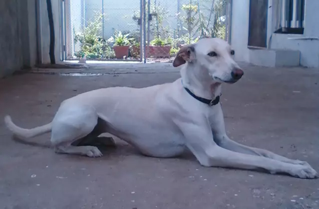 Kiwon Kare a Indiya, Shahararriyar Dog Breeds.com 26480_6