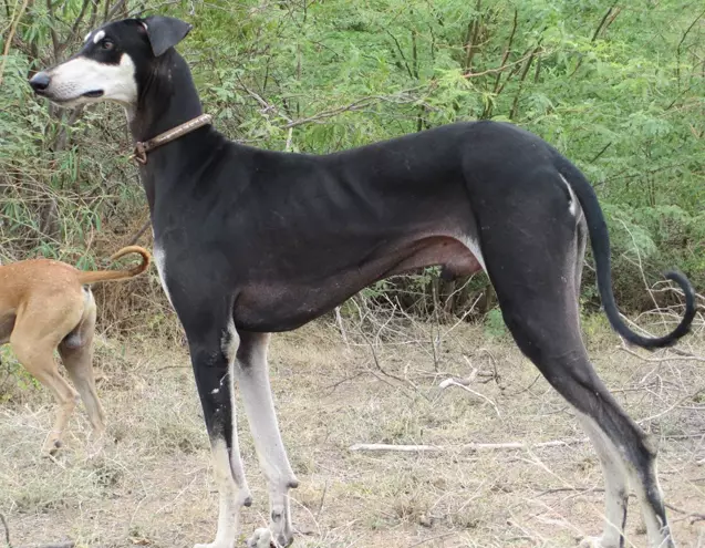 Kiwon Kare a Indiya, Shahararriyar Dog Breeds.com 26480_7