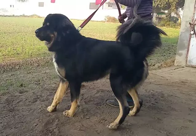 Kiwon Kare a Indiya, Shahararriyar Dog Breeds.com 26480_8