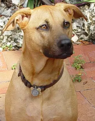 Kiwon Kare a Indiya, Shahararriyar Dog Breeds.com 26480_9