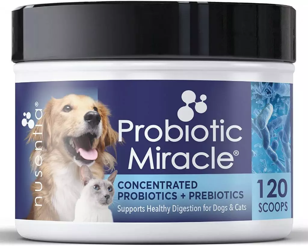 Ti o dara ju Probiotics fun ologbo 26597_16