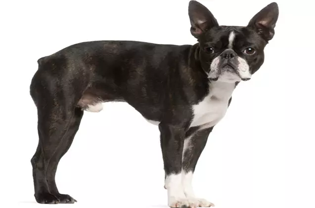 Tus txiv neej yawg Boston Terrier ua rau txhua chav tsev lossis chav tsev zoo nkauj.