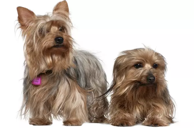 Yorkshire Terrier yog ntxim hlub, cuddly thiab compact - tag nrho peb ua rau ib tug zoo chav tsev aub.