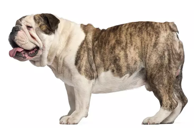 Anjing berukuran sedang ini tidak suka banyak bergerak, jadi Bulldog Inggris menjadi anjing yang bagus untuk apartemen