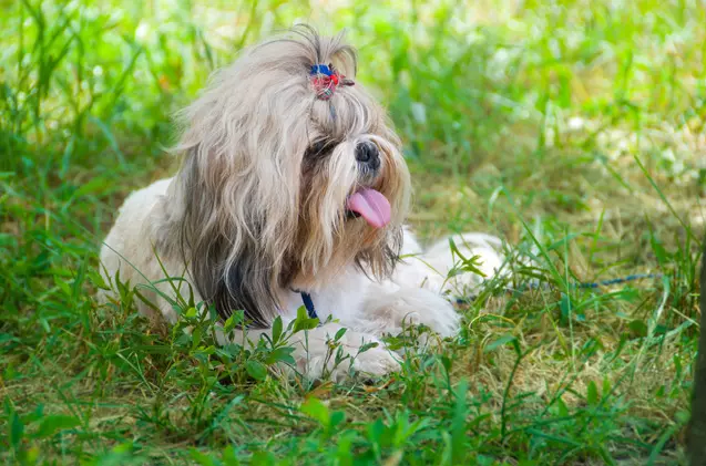 Jika Anda tidak keberatan merawat semua rambut itu, Shih Tzu mungkin anjing apartemen yang sempurna untuk Anda.