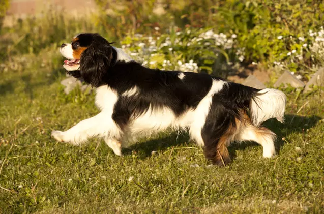 Izolile futhi iguquguquka, iNkosi yeCavalier uCharles Spaniel izokwenza okungeziwe okuhle endaweni yakho yokuhlala.