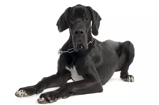 Bien sûr, il peut prendre plus de place dans l'appartement et sur le canapé, mais Great Dane sera plus un incontournable qu'une force énergétique avec laquelle il faut compter.