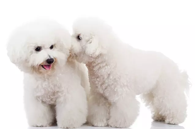 La frise fantaisie de Bichon français convient très bien aux petits espaces de vie.