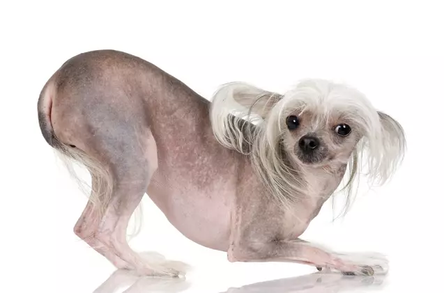 O le Chinese Crested atonu e le o se taifau sili ona foliga i luga o le poloka, ae o lenei tamaʻi tama e faʻaleleia e ala i le avea ma se soa alofa ma se tamaʻi fale mautotogi matagofie.