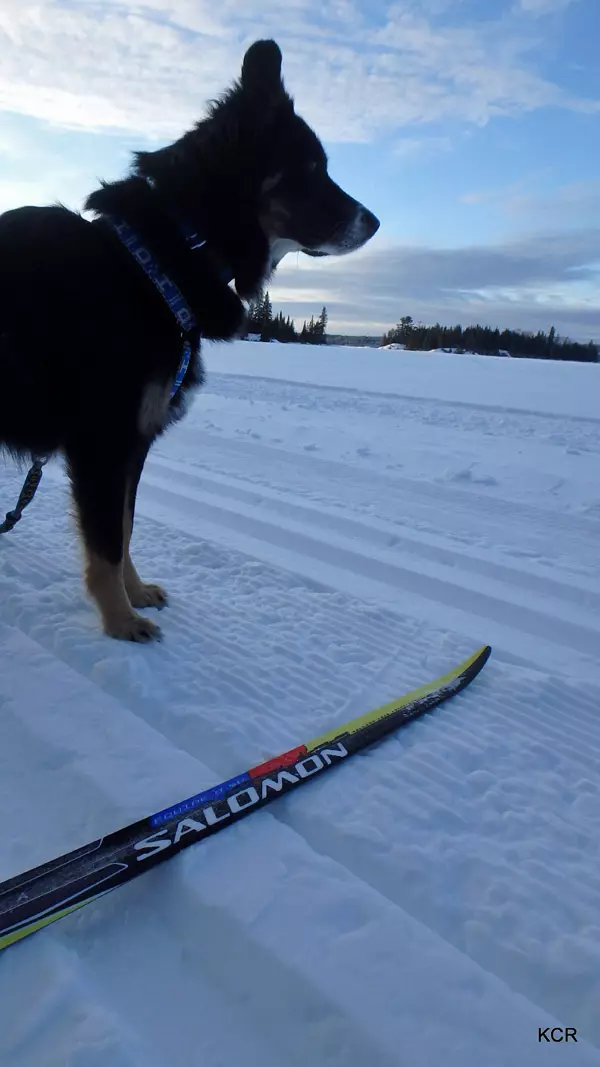 Carane Pick Ski Tengen kanggo Skijoring 266_3