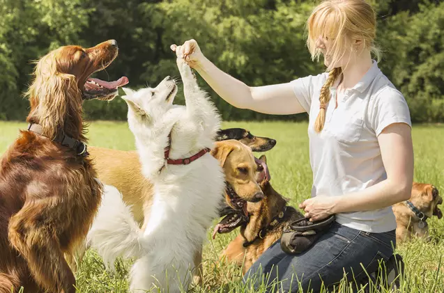 Come usare i dolcetti per l'addestramento del cane di rinforzo positivo 2670_1