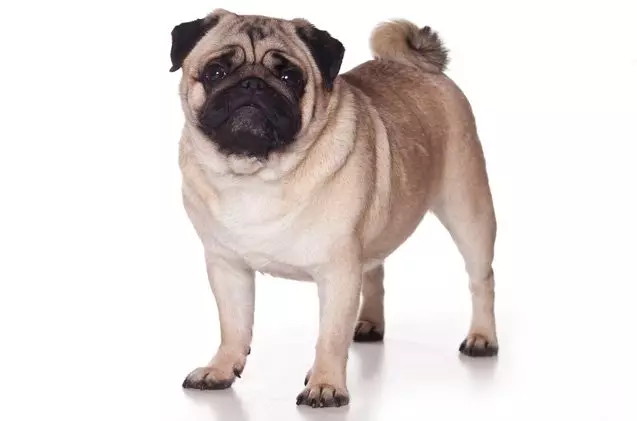 ළමුන් සඳහා හොඳම කුඩා සුනඛ අභිජනනය: Pug