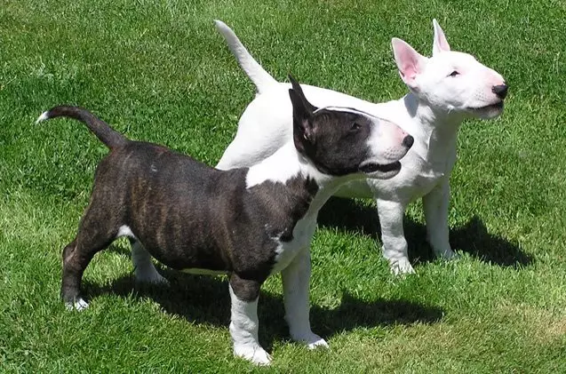 Cele mai bune rase de câini de talie mică pentru copii: Bull Terrier în miniatură