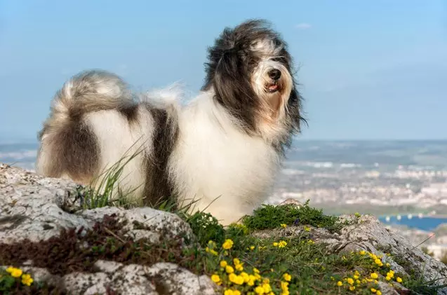 Meilleures races de petits chiens pour les enfants : Bichon Havanais