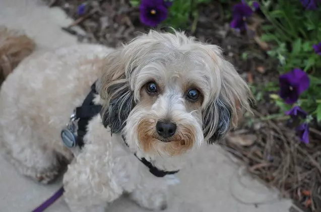 Meilleures races de petits chiens pour les enfants : Maltipoo