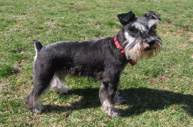 Cele mai bune rase de câini de talie mică pentru copii: Schnauzer miniatural