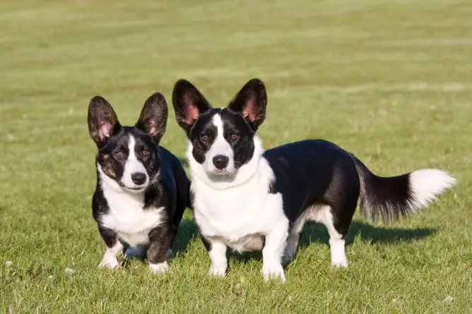 Parhaat pienet koirarodut lapsille: Cardigan Welsh Corgi