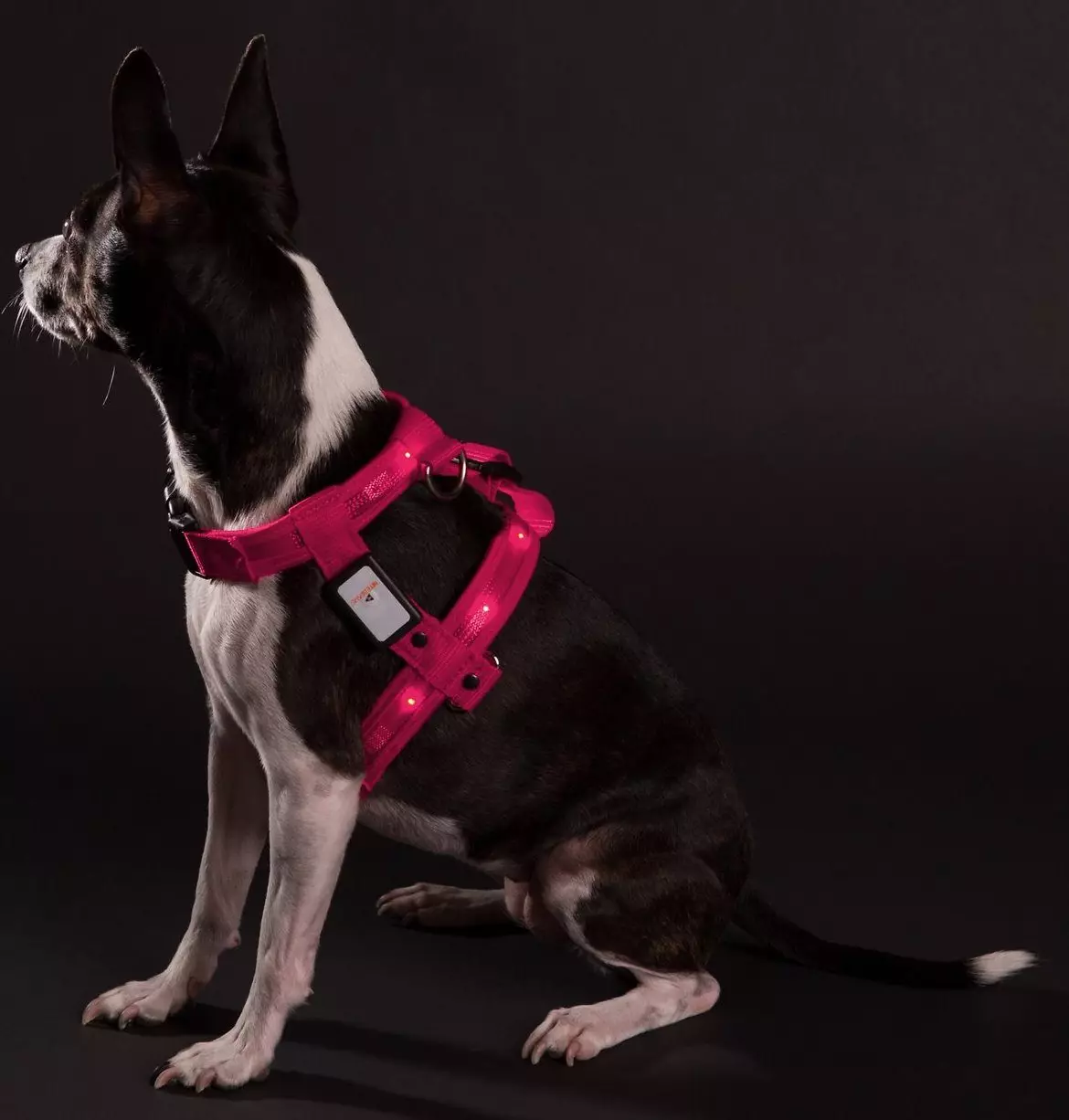 LED Dog Harnesses tsara indrindra 26899_5