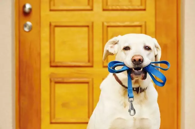 Mafi kyawun Leashes na Kare ga karnuka na kowane Girma 26947_1