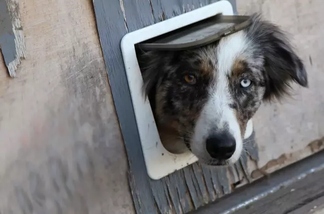 Najbolji Dog Door 26949_1