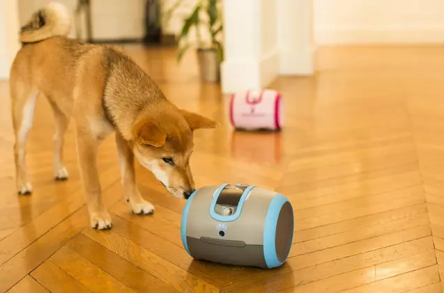 Laïka este un companion asemănător unui robot pentru animalele de companie singuratice 27060_1