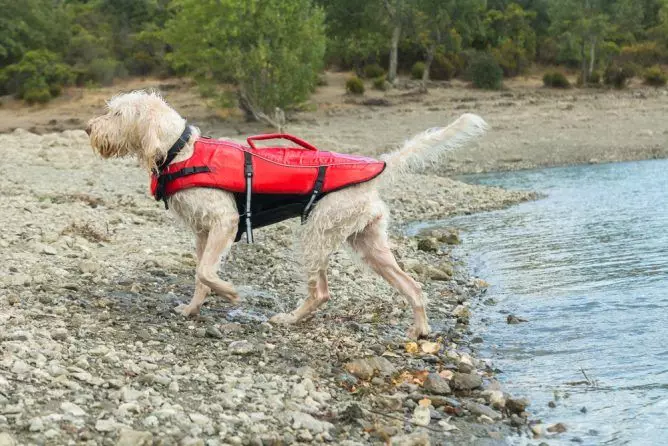 Vad du ska tänka på när du köper en flytväst till din hund 271_1