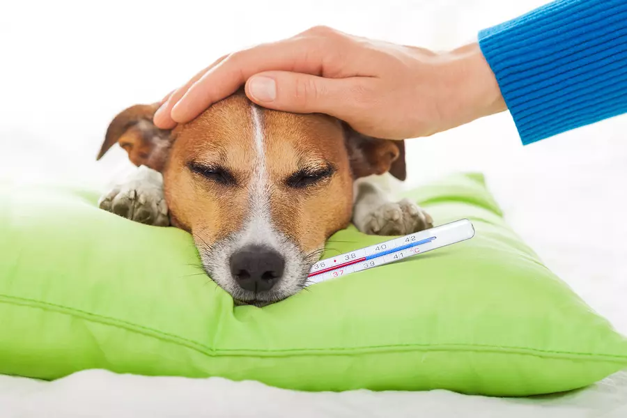 Meilleurs livres de secourisme pour les parents d'animaux