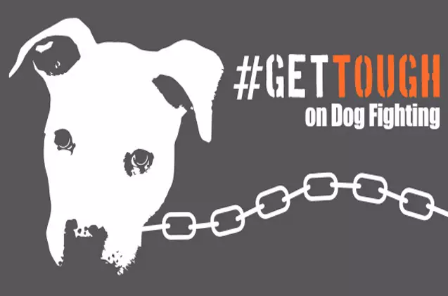 ASPCA wil dat het ministerie van Justitie #GetTough on Dog Fighting Laws 2747_1