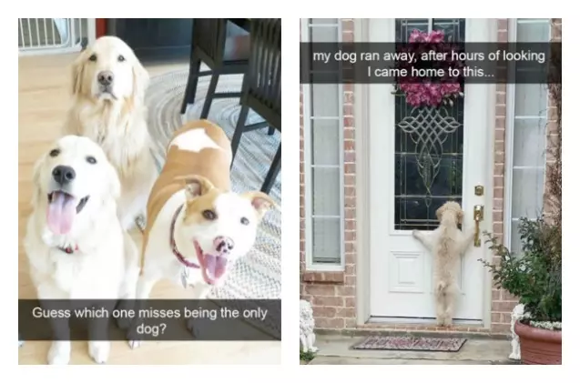 11 Honde wat die kuns van SnapChat bemeester het 27586_1