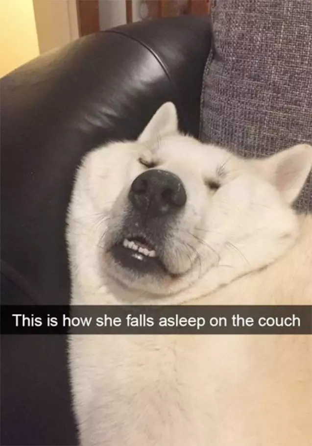 5SnapChatSleepingDog