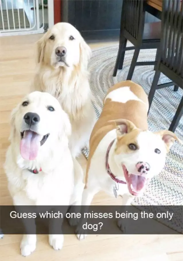 6SnapchatThreeDogs