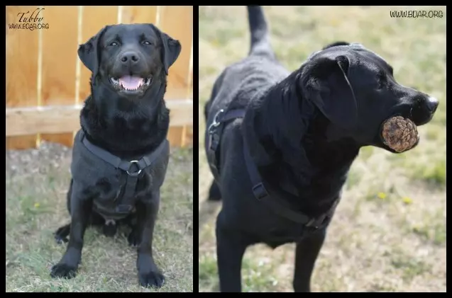 Adoptable Dog Ntawm Lub Limtiam - Tubby 27618_1