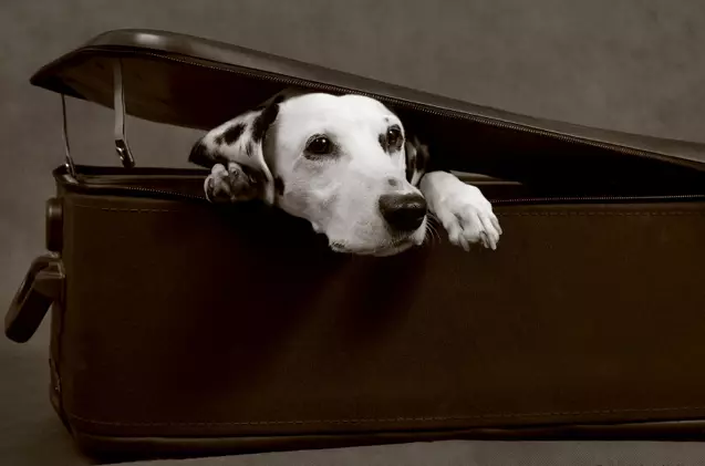 Les indispensables du voyage pour chien : que mettre dans sa valise pour votre chien 277_1