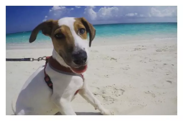 Pulau yang Penuh dengan Anjing Liar Adalah Syurga Anak Anjing [Video] 2786_1