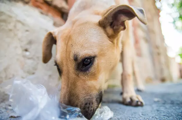 No Strays ໃນປະເທດເນເທີແລນ - ພວກເຂົາເຈົ້າເຮັດແນວໃດມັນ? 2787_1