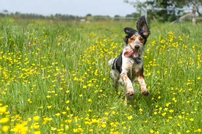 Wat te doen met honden met overmatige energie? 281_1