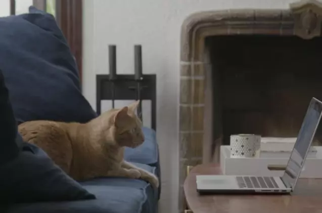 Katten van Netflix-medewerkers kunnen dat moment niet eens met vreemde dingen [Video] 2820_1